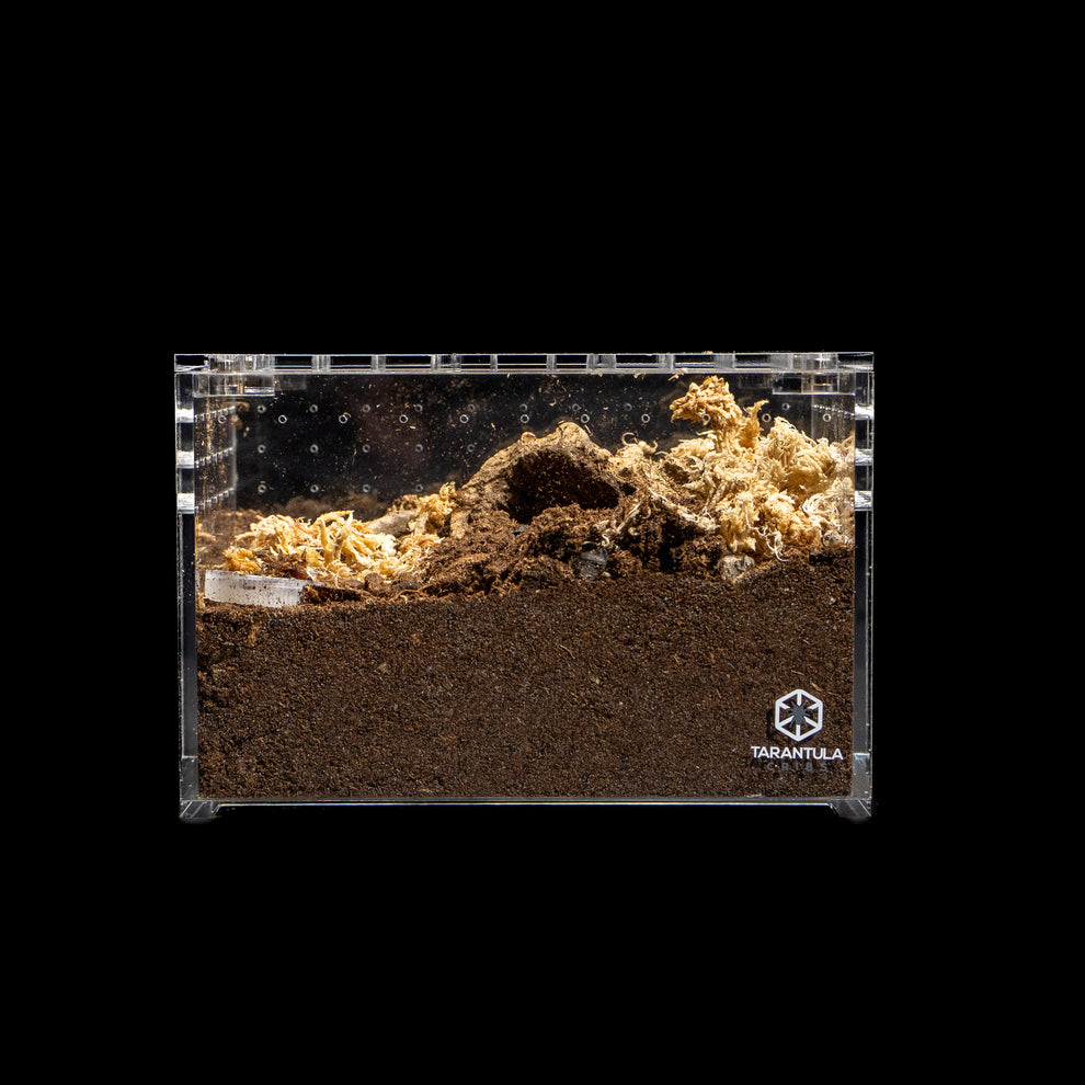 Small Cuboid (6"x4"x4") – Tarantula Cribs