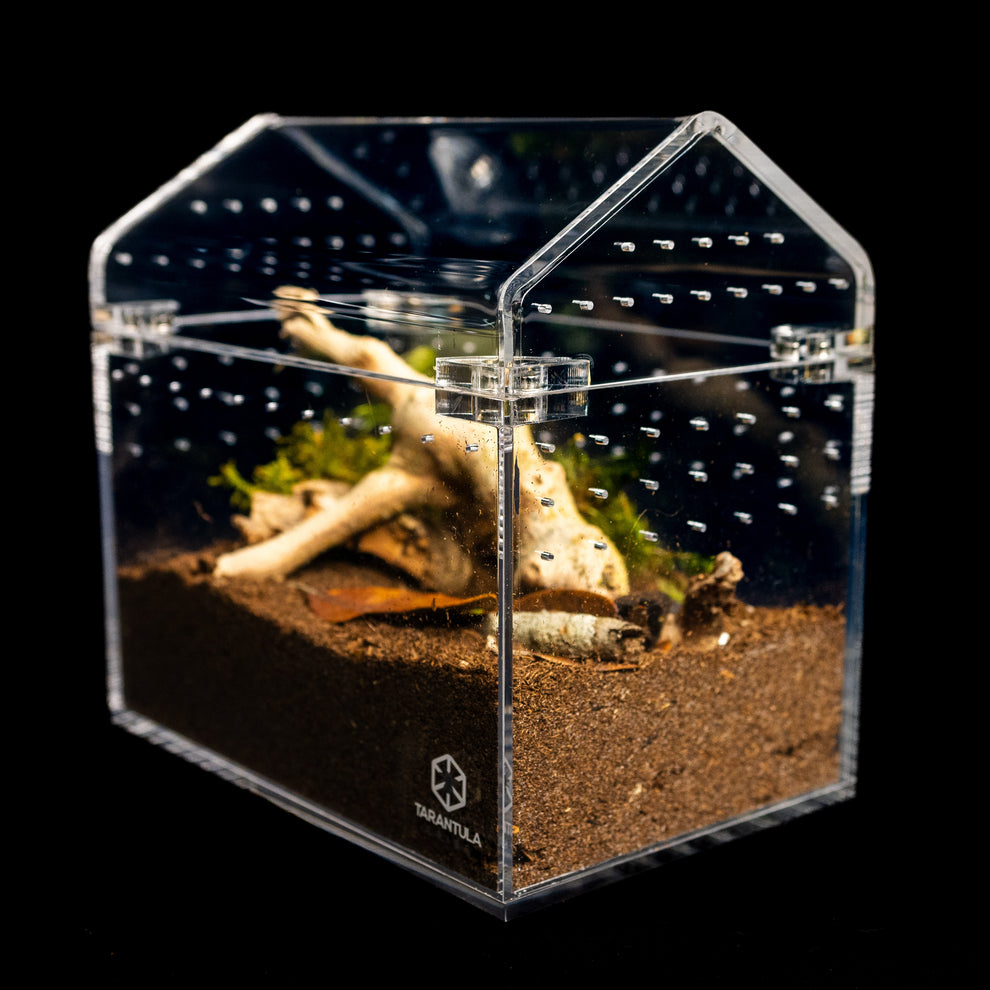 Small Cuboid (6"x4"x4") – Tarantula Cribs
