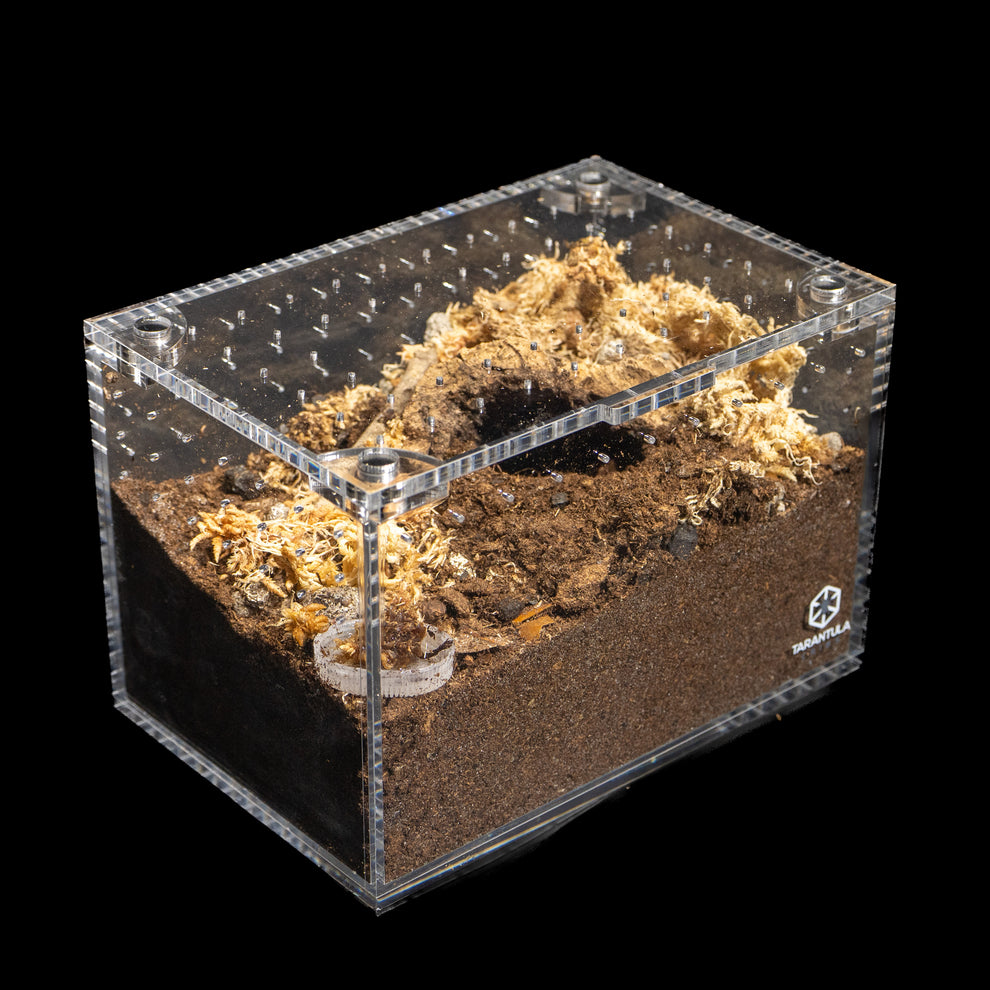 Small Cuboid (6"x4"x4") – Tarantula Cribs