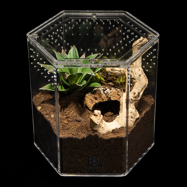 8" Hex Crib – Tarantula Cribs