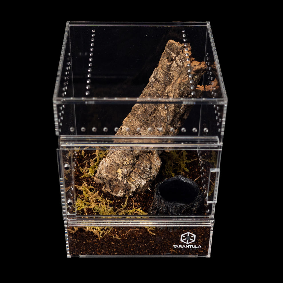 Medium Treehouse- Clear Back – Tarantula Cribs
