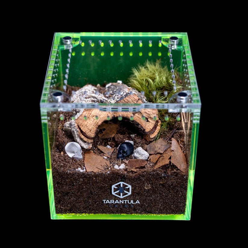 Tarantula Collective Special Edition 3" Cube – Tarantula Cribs